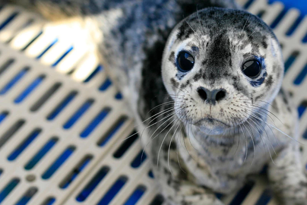 Vancouver to the Slough: Sea Otter Conservation Research in California